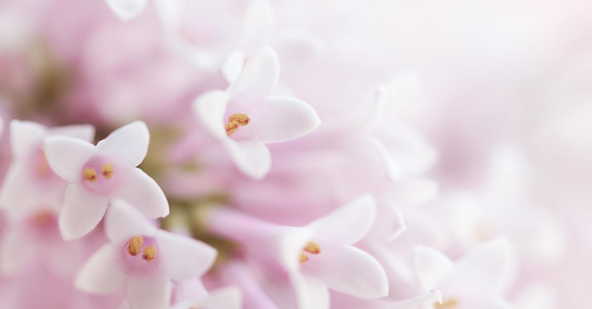 Minnesider | Bellis Gravferdsbyrå AS